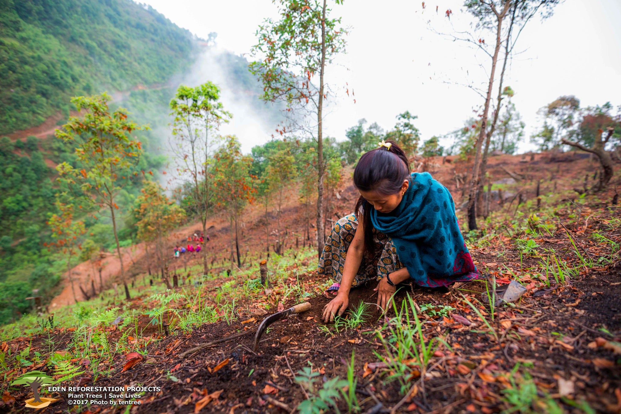 The Power of Sustainable Tree Planting in the Fight Against Climate Ch